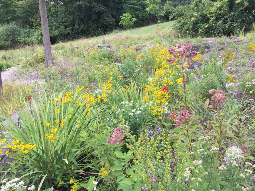 Natural Plantings - Landscape Design w/ Local Plants in Wayne County ...