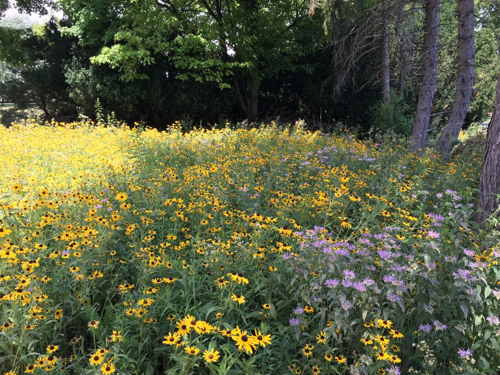 Prairie Gardens & Rain Garden Contractors in Wayne County, MI ...